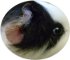 Guinea Pig Health – The Guinea Pig Manual