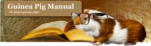 Guinea Pig Body Language – The Guinea Pig Manual